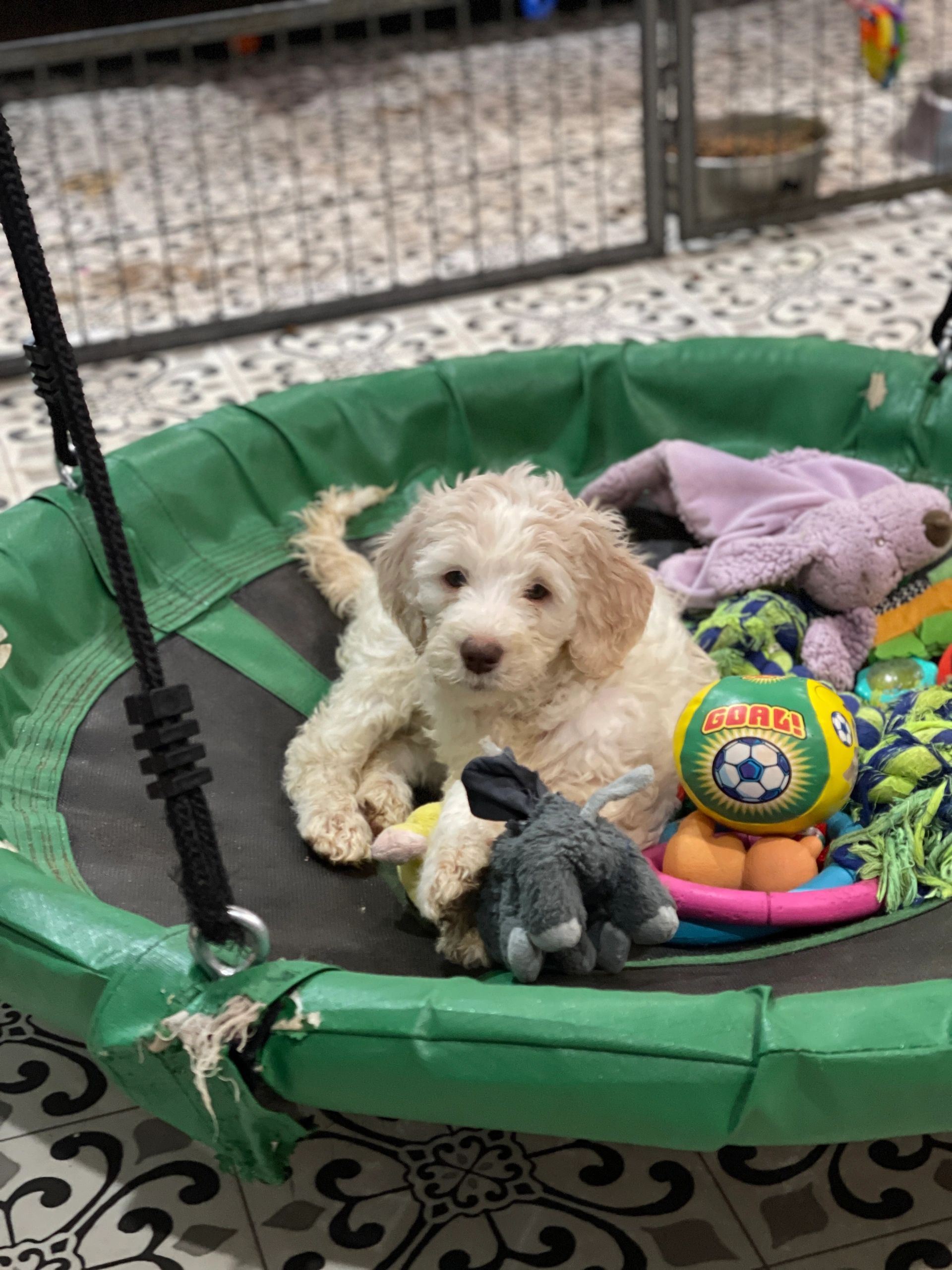 ColioCo Doodles - Goldendoodle Breeder - Okotoks, Alberta
