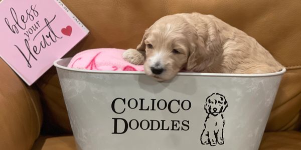 ColioCo Doodles - Goldendoodle Breeder - Okotoks, Alberta