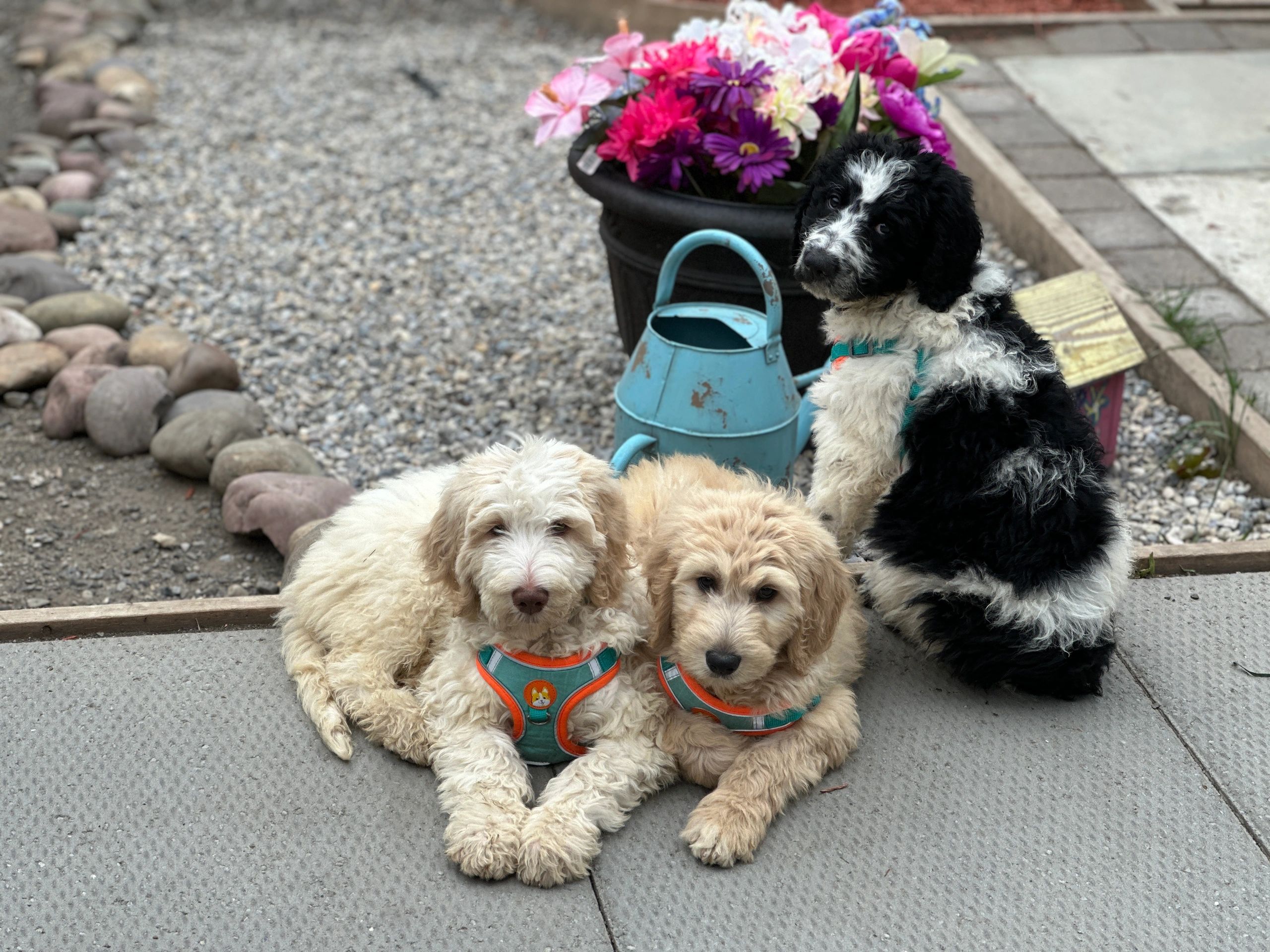 Top Alberta Goldendoodle Breeder