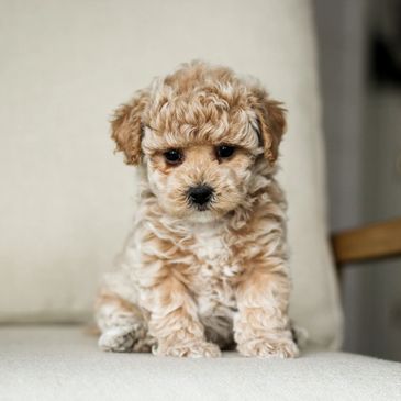 Brick House Puppies For Sale-Shihpoo, Poochon, Poodle Puppies