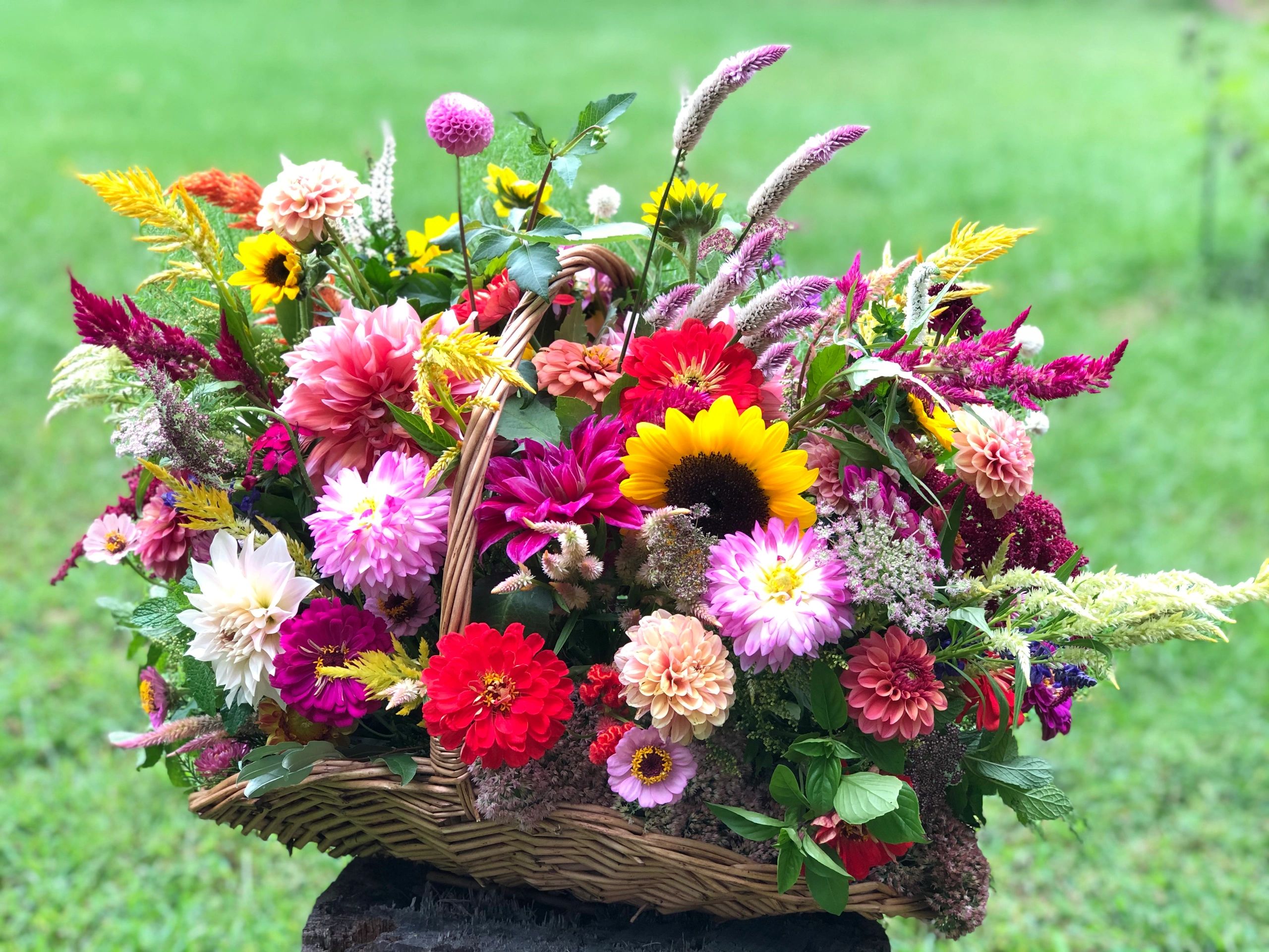 Fresh Cut Flowers - Bellaflowersfarm