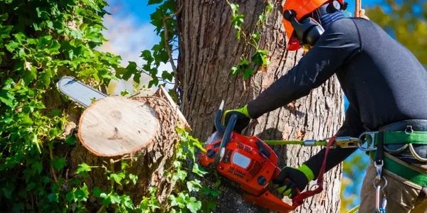 Costas Complete Tree Service