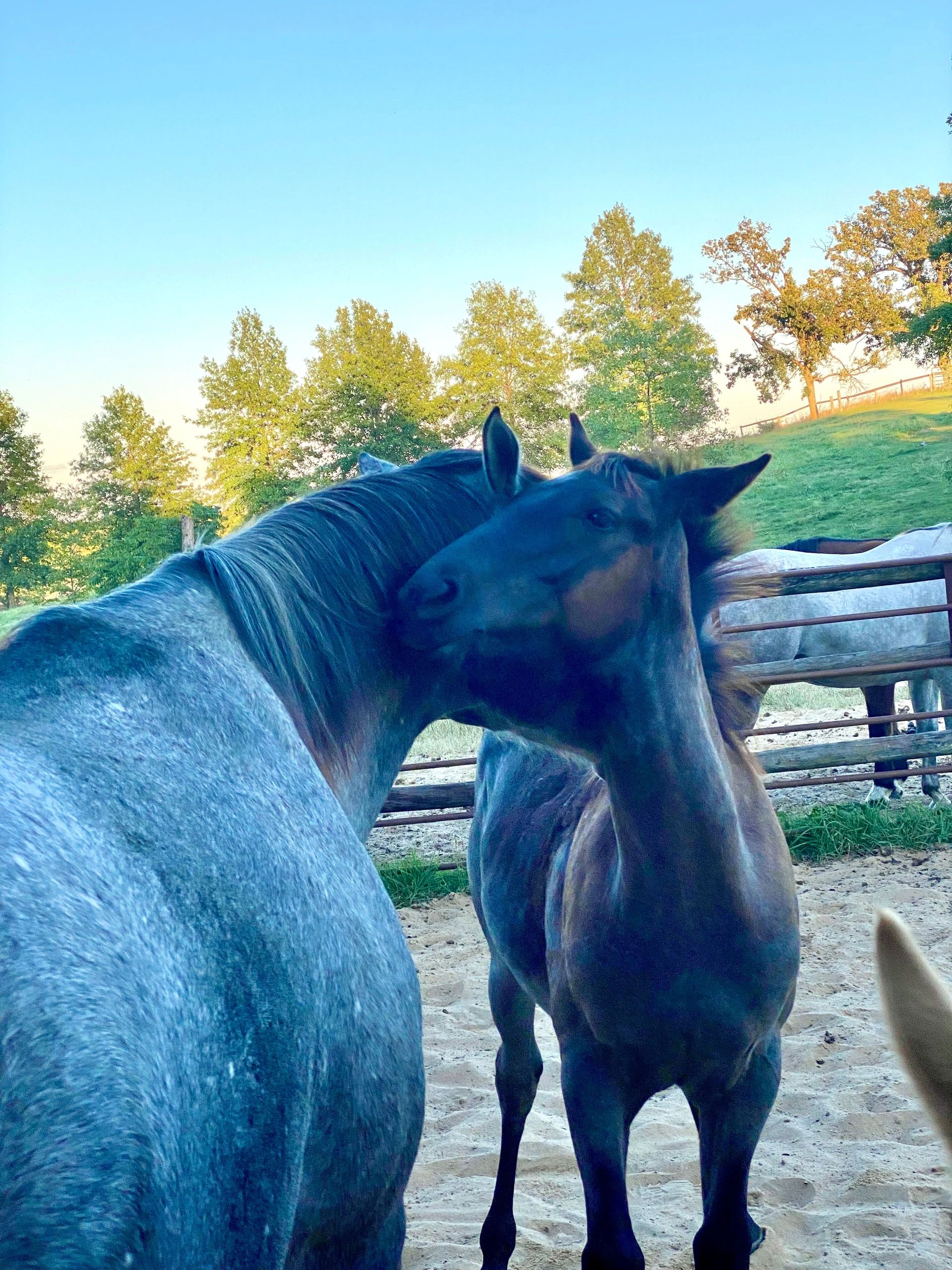 Available Horses | Clear Creek Ranch