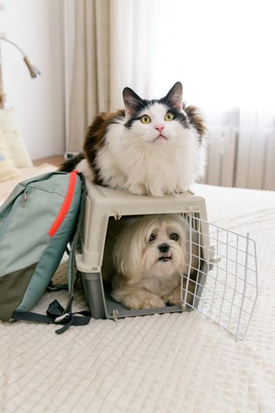 Intl Pet Shipping | expat logistics