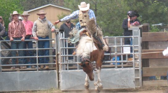 Open Rodeo | Springdale Frontier Days Association