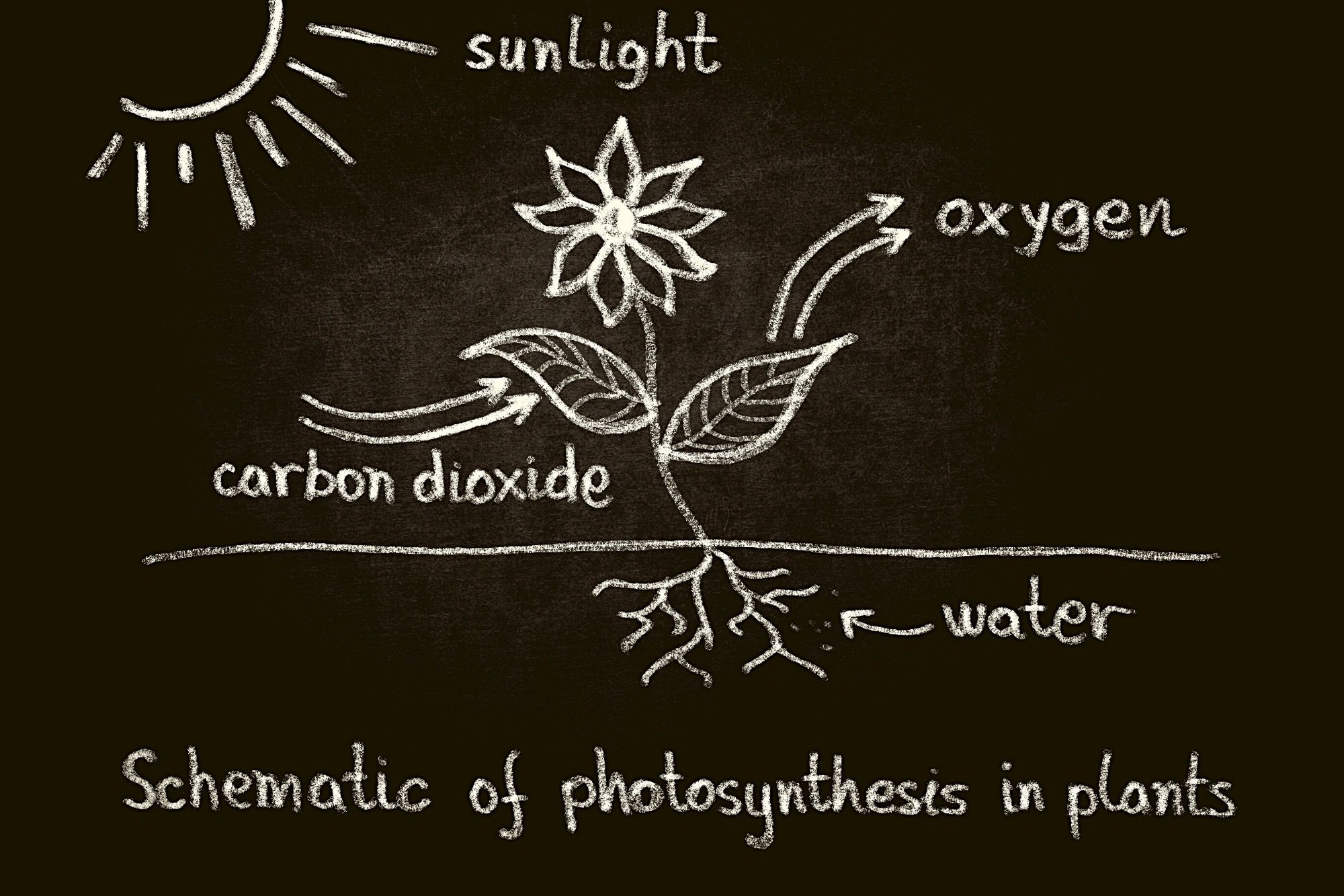 Unlocking the Secrets of Photosynthesis: The Ultimate Guide