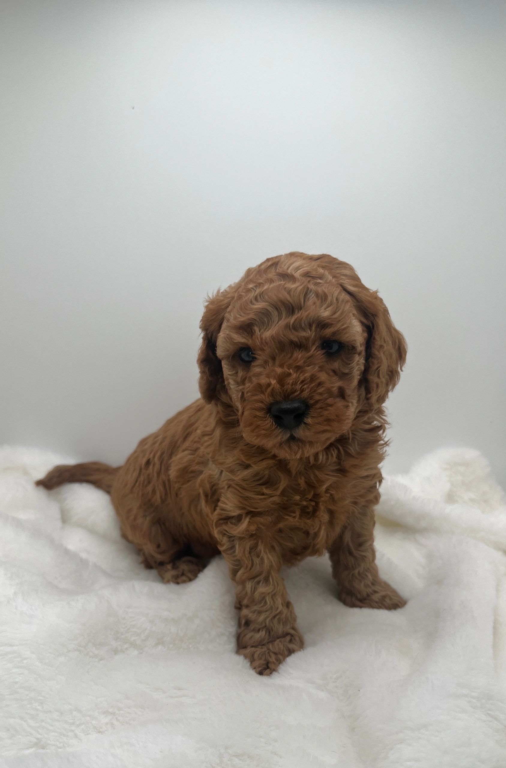 Cavapoo Puppies - doodles, Poodles, Cavalier King Charles spaniels ...