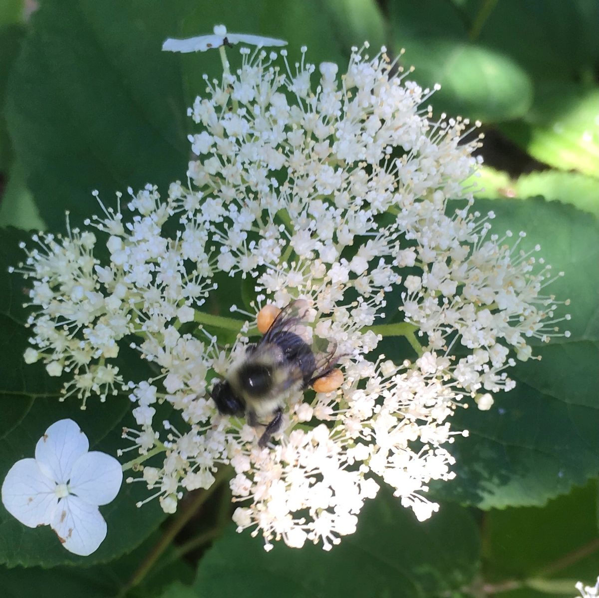 Hydrangea arborescens (American Hydrangea)