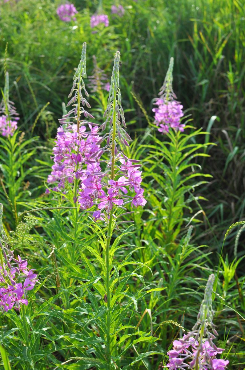 Chamerion angustifolium (Fireweed)
