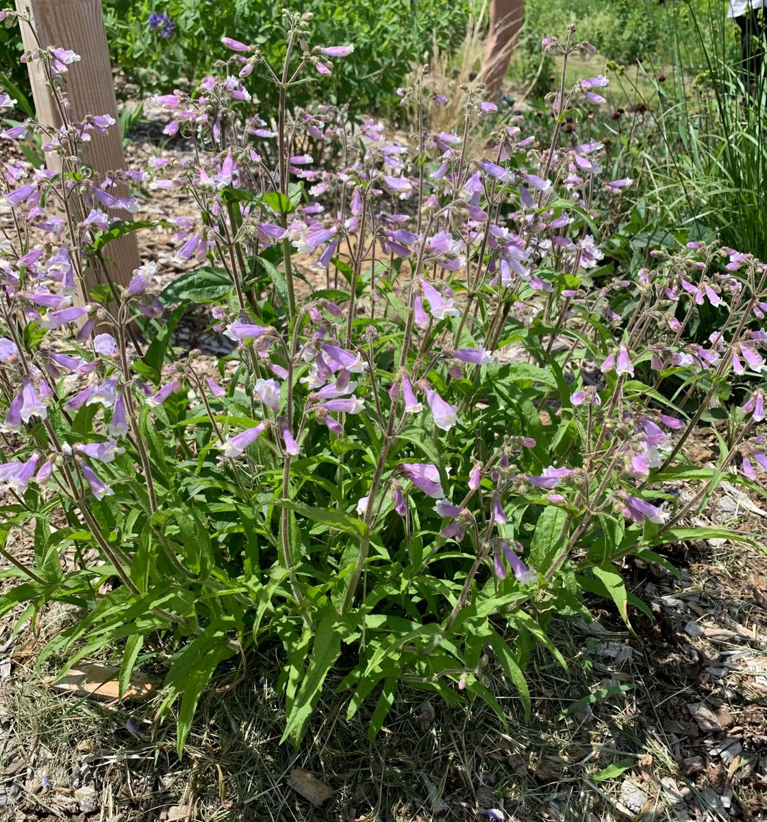 Penstemon hirsutus (Hairy Beardtongue)