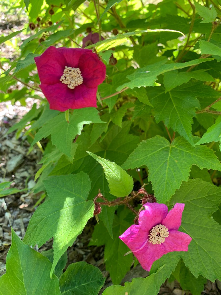 Rubus odoratus (Purple Flowering Raspberry)