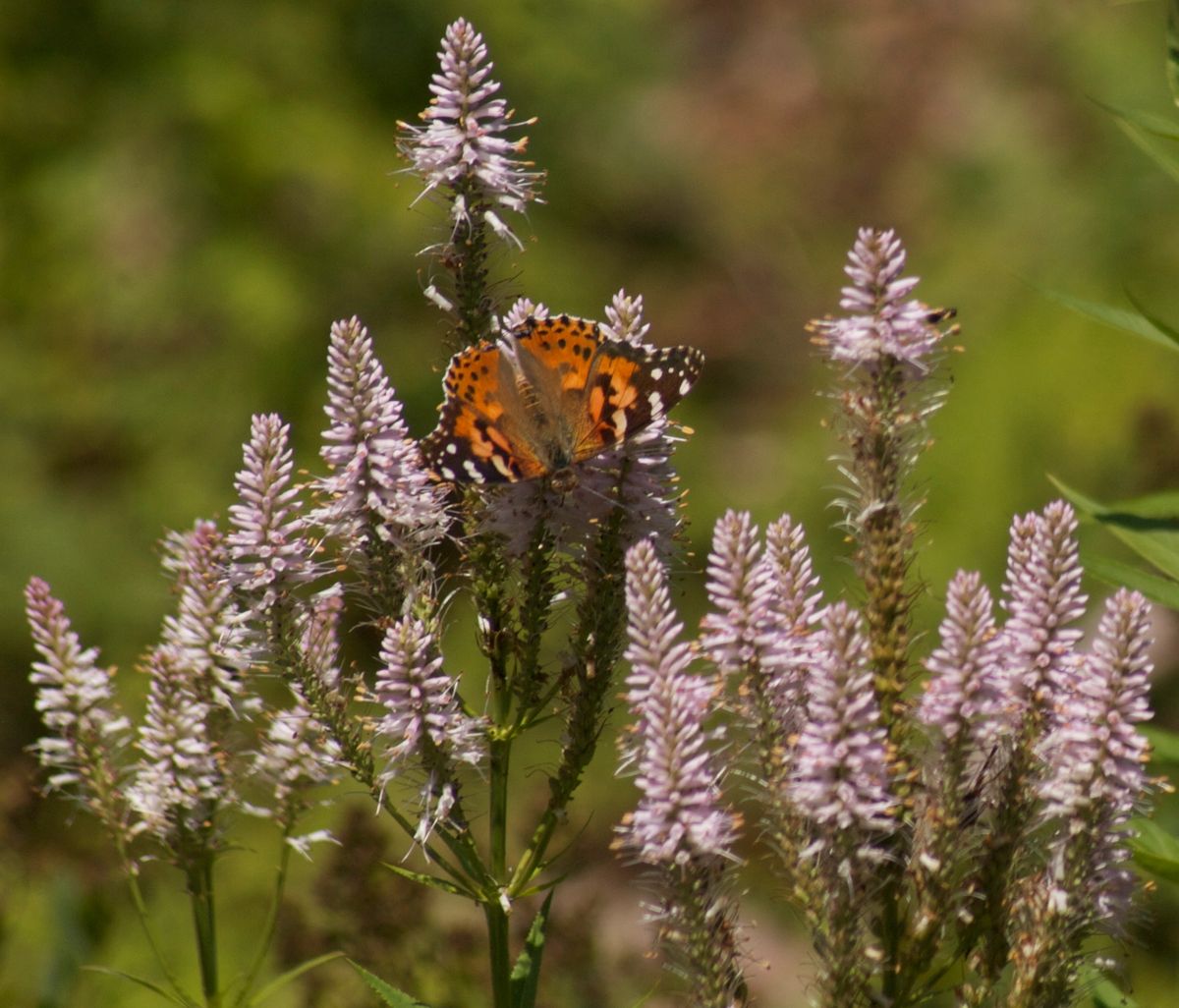 Veronicastrum virginicum (Culver's Root)