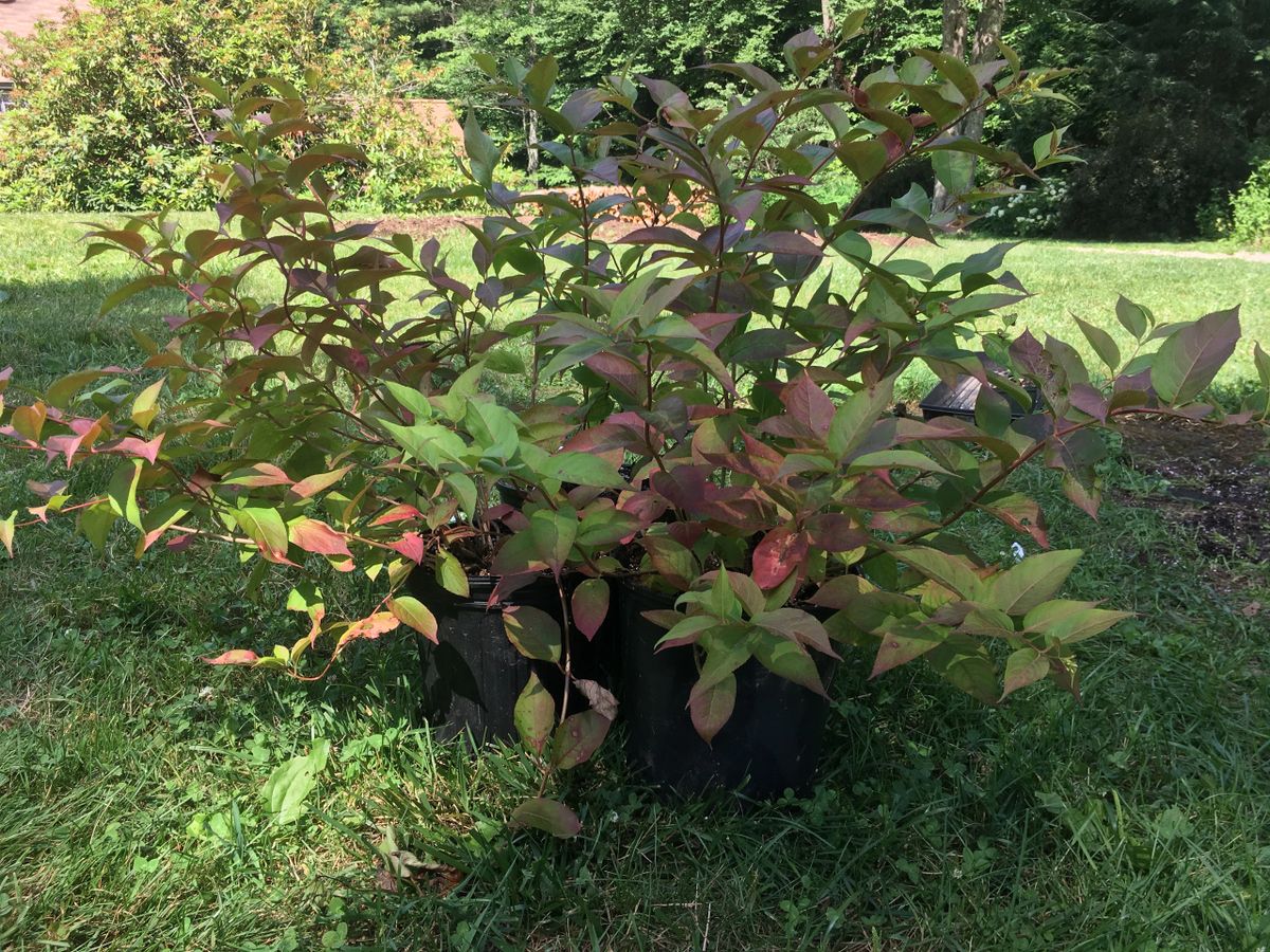 Diervilla lonicera (Northern Bush-Honeysuckle)