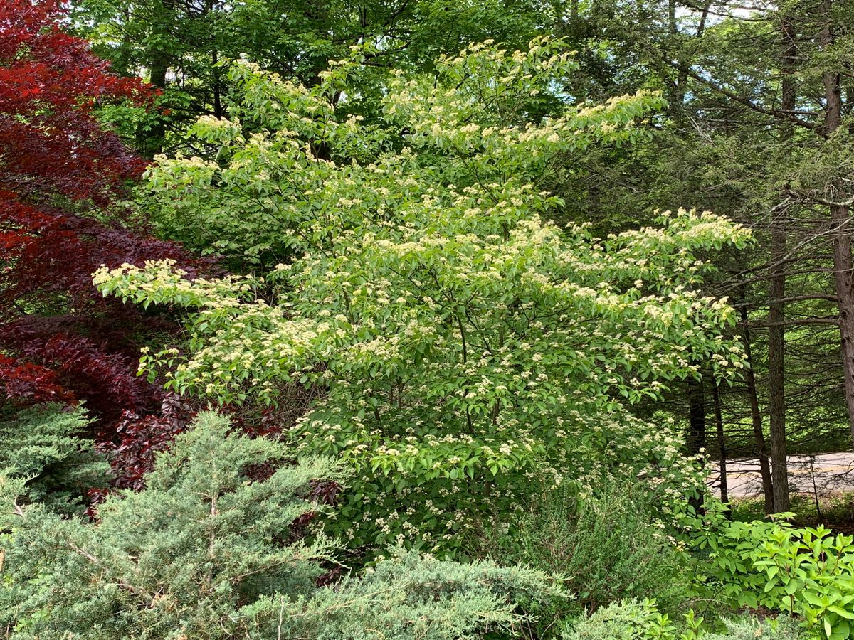 Swida alternifolia (Pagoda Dogwood)