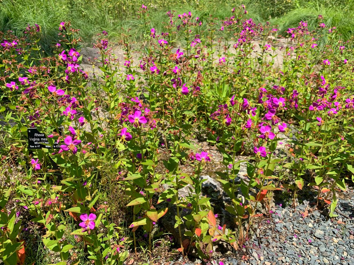 Rhexia virginica (Virginia Meadow-Beauty)