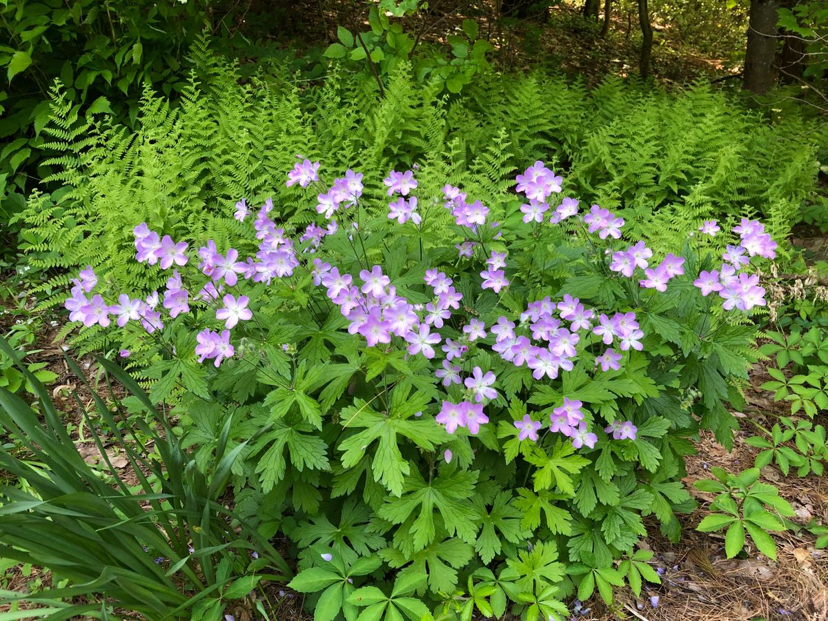 Geranium maculatum (Wild Geranium)