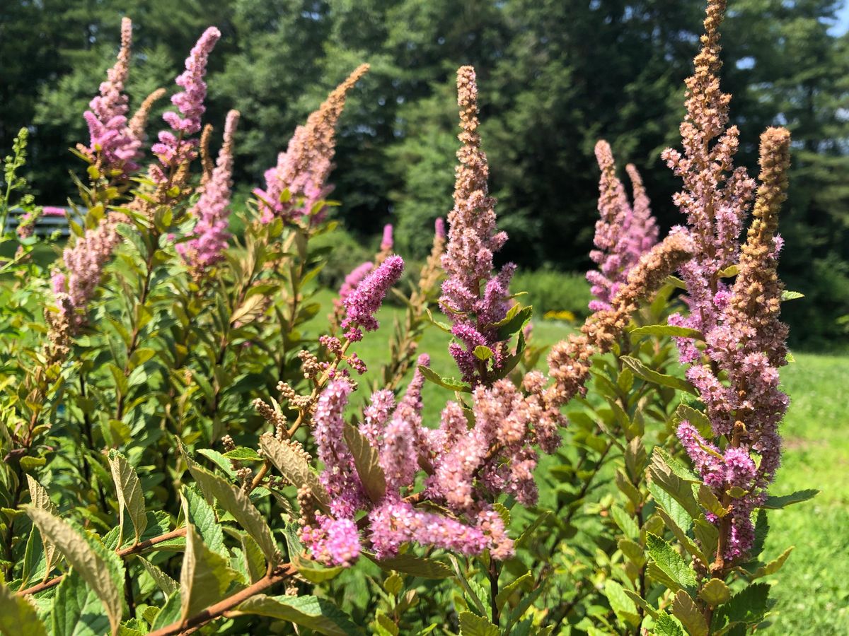 Spiraea tomentosa (Steeplebush)