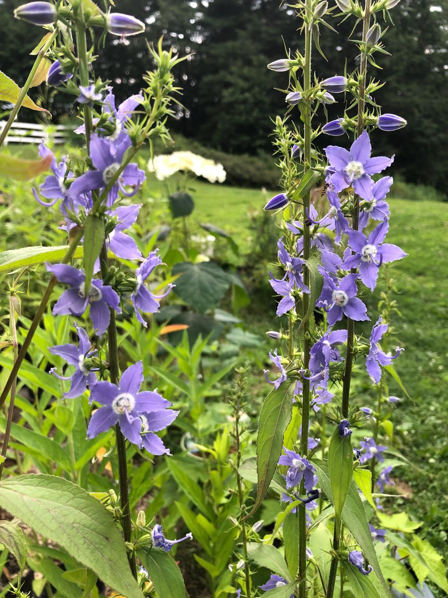 Campanula americana (American Bellflower)