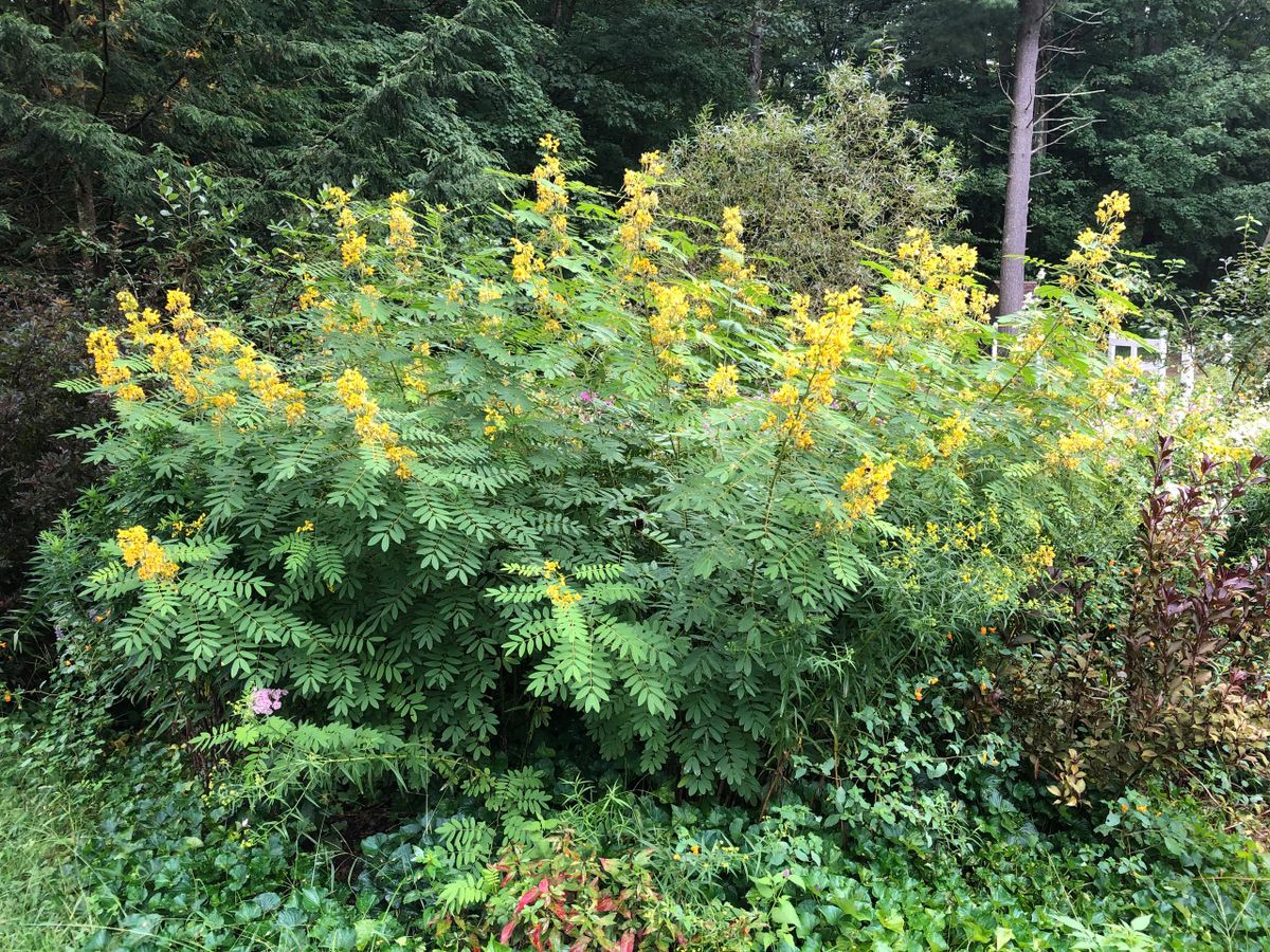 Senna hebecarpa (Wild Senna)