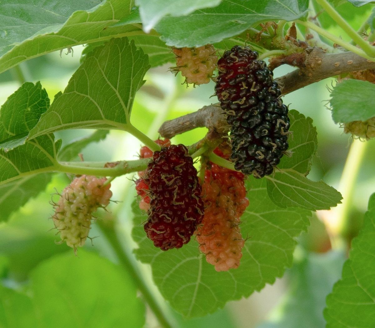 Morus rubra (Red Mulberry)