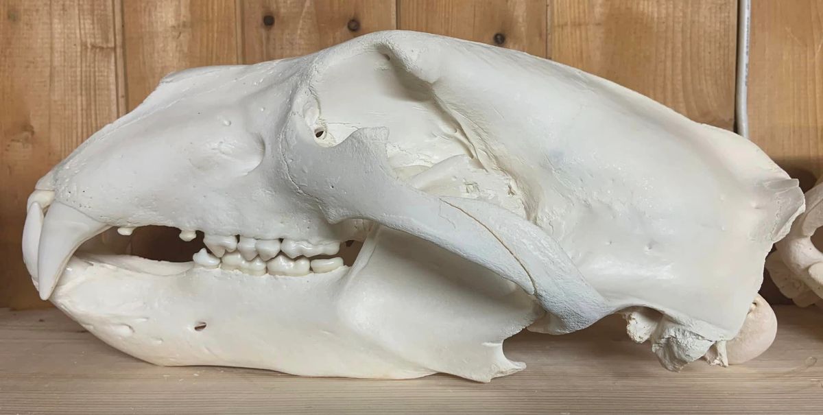 Polar Bear Skull