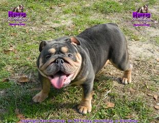 Rare Color Chart | Rare Bulldogs | Masters of Color