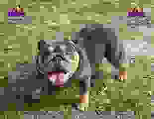 Rare Color Chart | Rare Bulldogs | Masters of Color