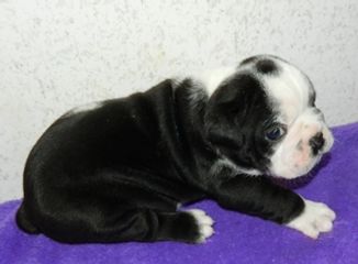 Rare Color Chart | Rare Bulldogs | Masters of Color