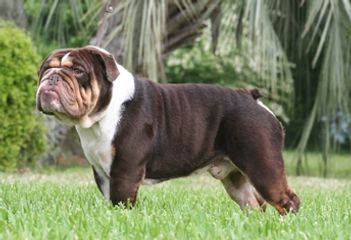 Rare Color Chart | Rare Bulldogs | Masters of Color