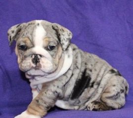 Rare Color Chart | Rare Bulldogs | Masters of Color