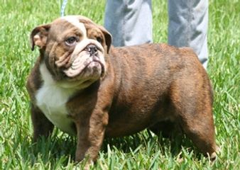 Rare Color Chart | Rare Bulldogs | Masters of Color