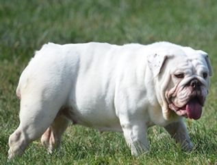 Rare Color Chart | Rare Bulldogs | Masters of Color
