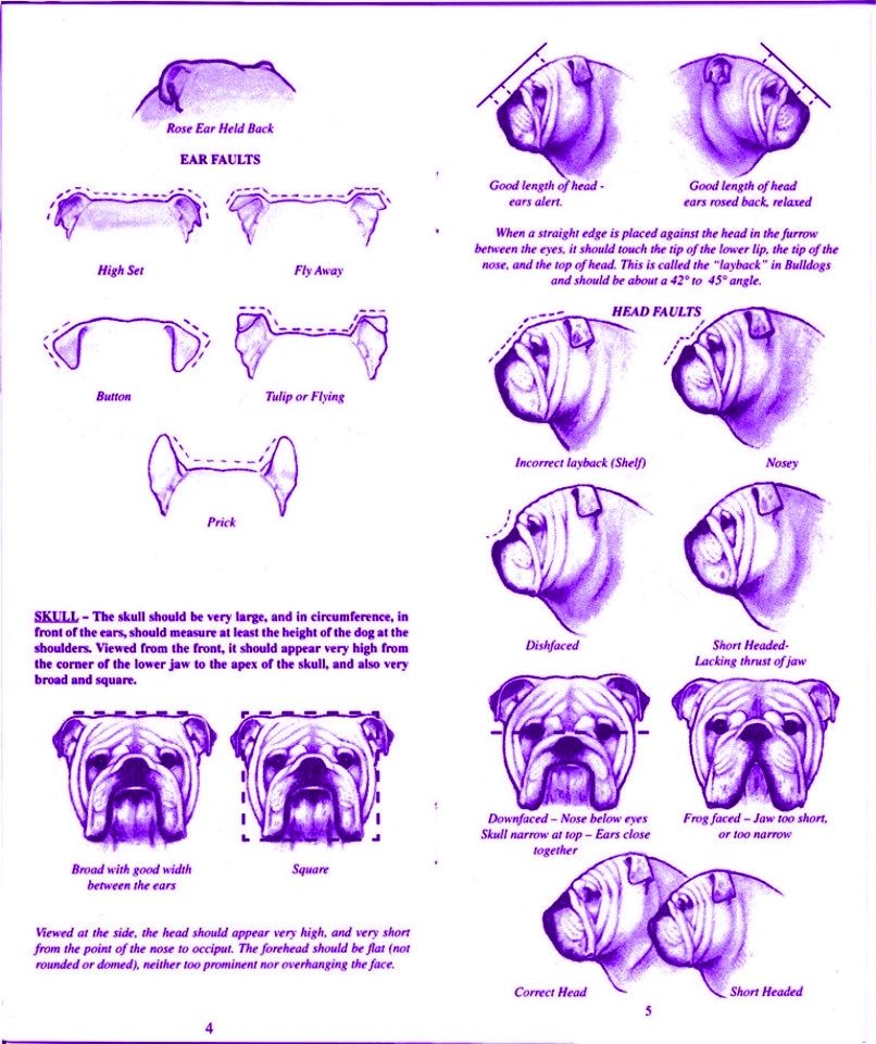 Breed Standards