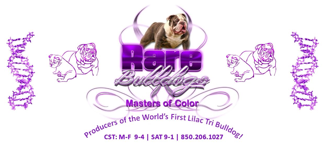 Rare French & English Bulldogs. Home of Stoik La Brut, Lion Mane French ...