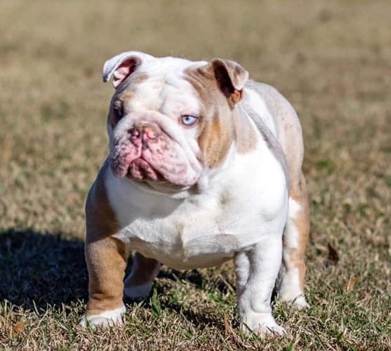 Rare English Bulldogs