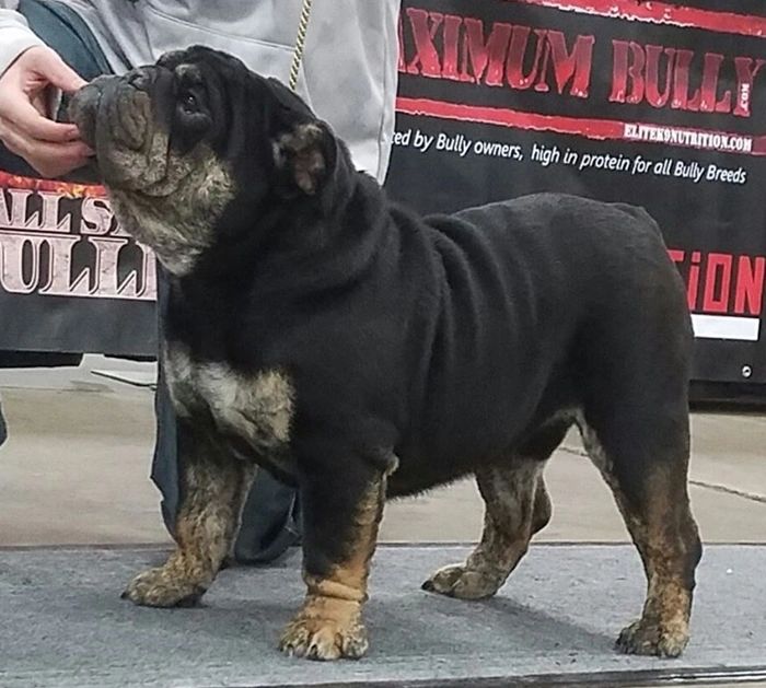 Are Black Bulldogs Rare