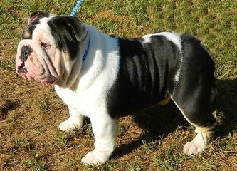 About Rare Bulldogs | Rare Bulldogs | Masters of Color