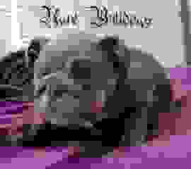 Rare Color Chart | Rare Bulldogs | Masters of Color