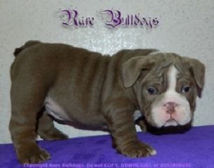 Rare Color Chart | Rare Bulldogs | Masters of Color