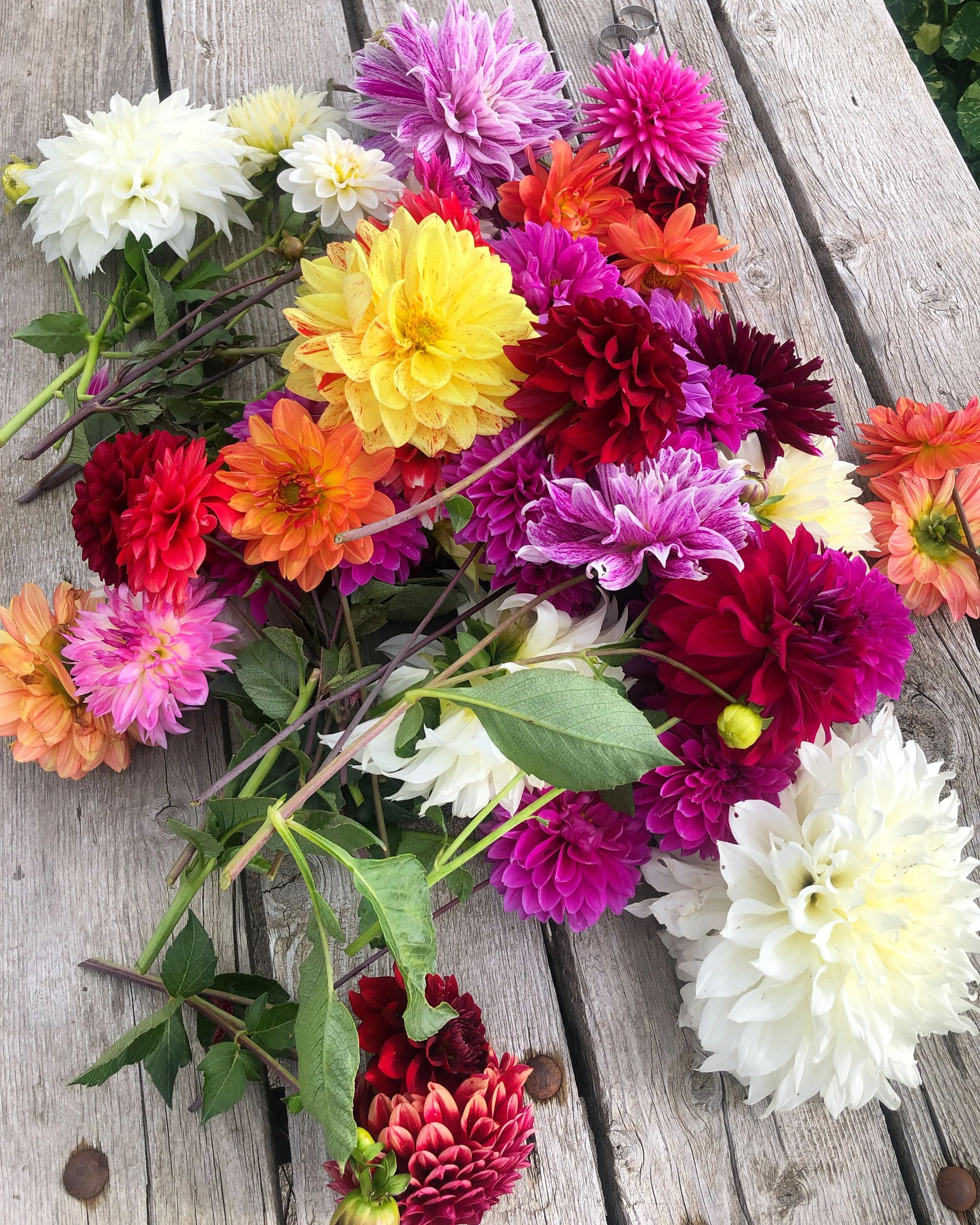 Bohemianbloomandherb - Flower Farm - Eagle, Idaho