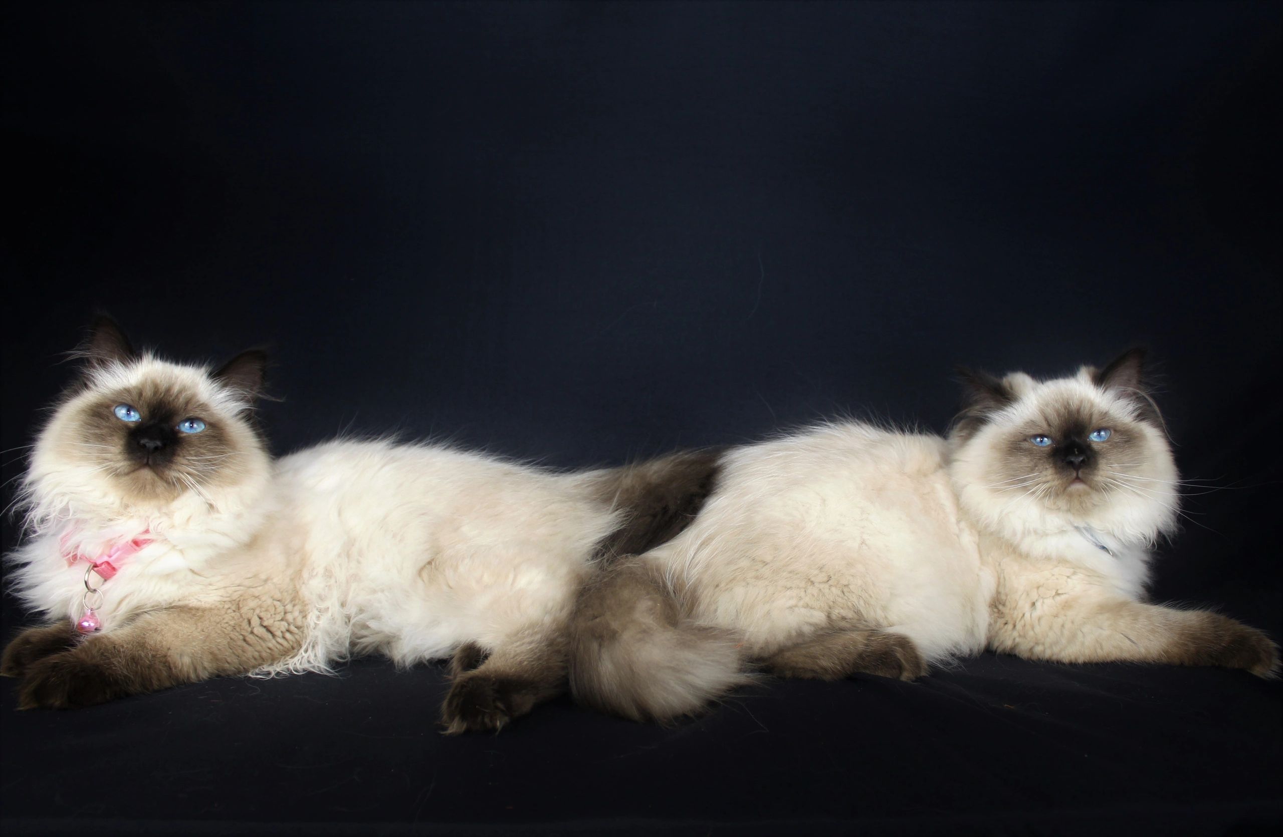 Siberian Royal Cats - Kittens for Sale, Breeder, Siberian Cats