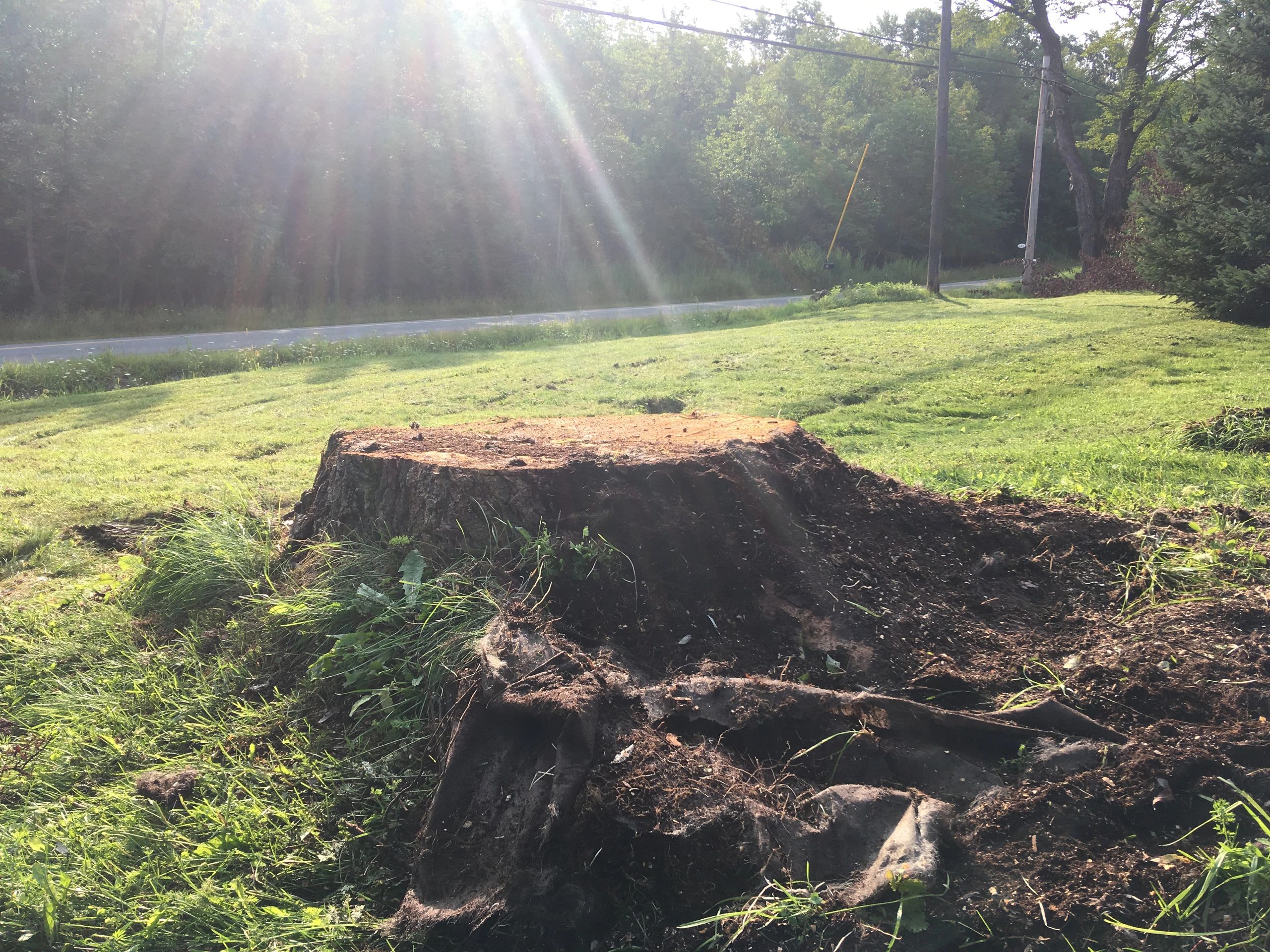 How to eliminate a tree stump? There's only 1 way Stump Grinding