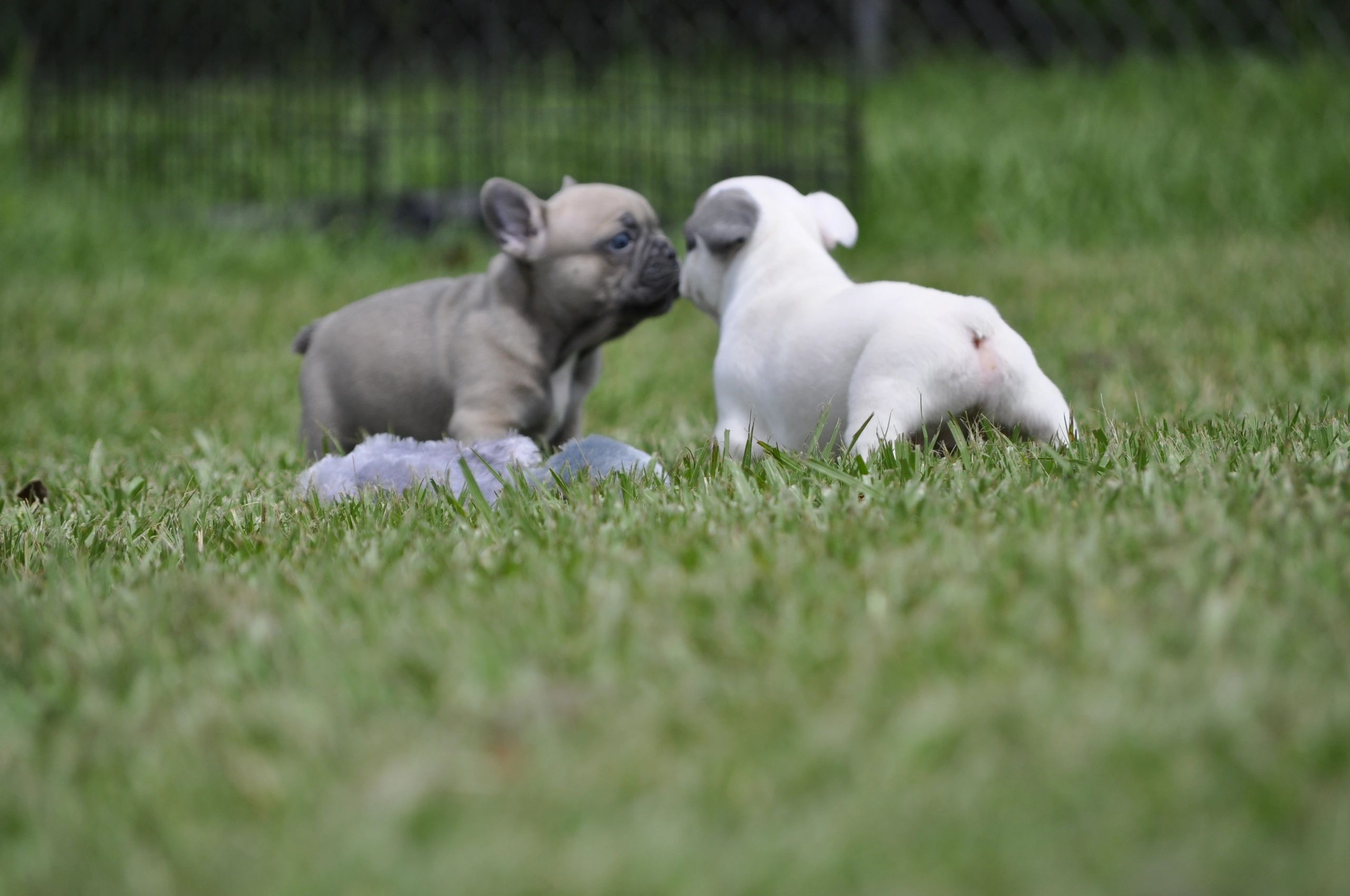 French Bulldog Puppies - Lazy Acres Bully Farm