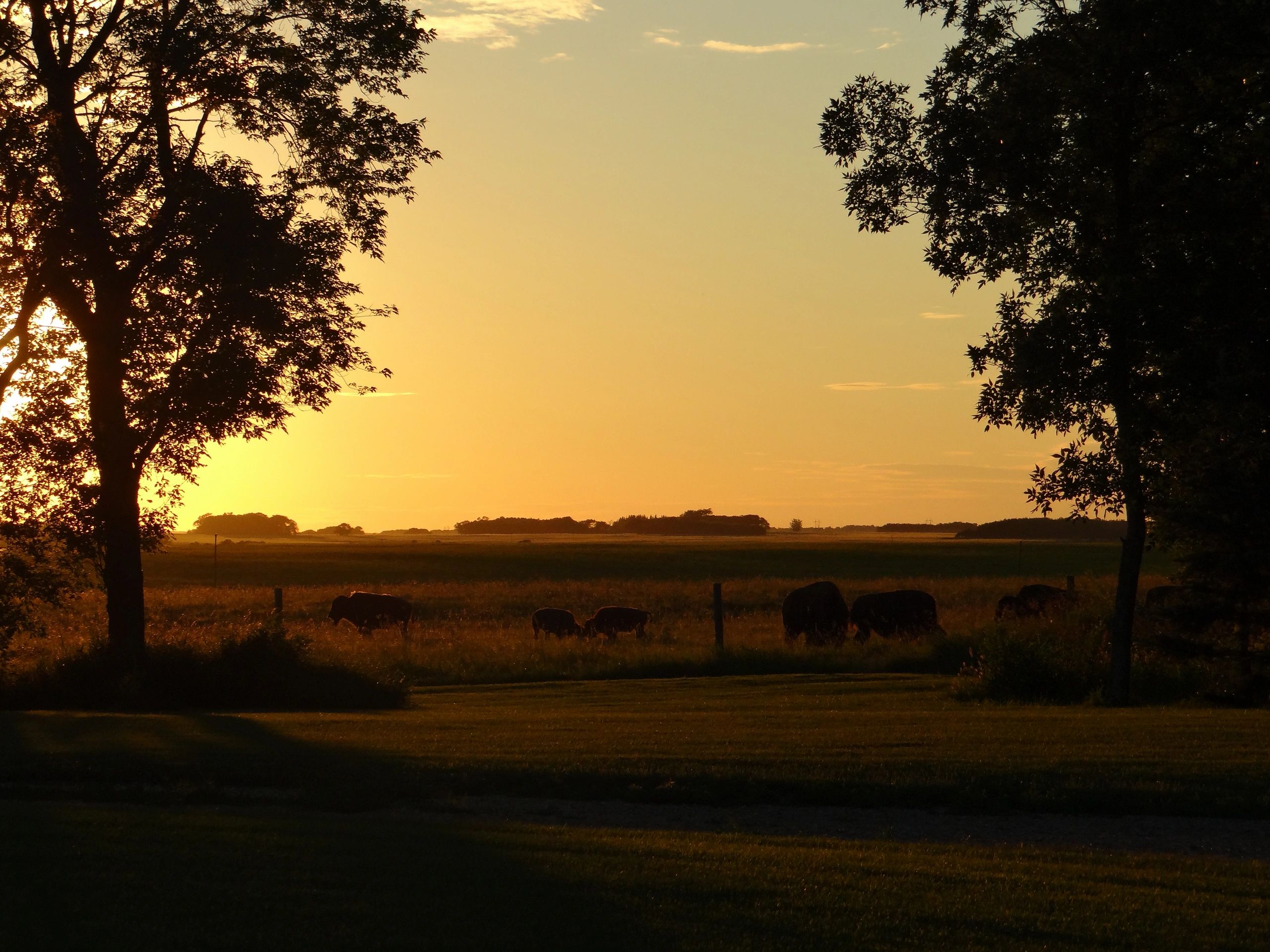 Bison Spirit Ranch - Meat for Sale, Bison Meat
