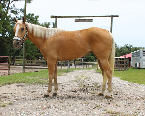 Horses for sale page 3 | Dan Post Quarter Horse Sales