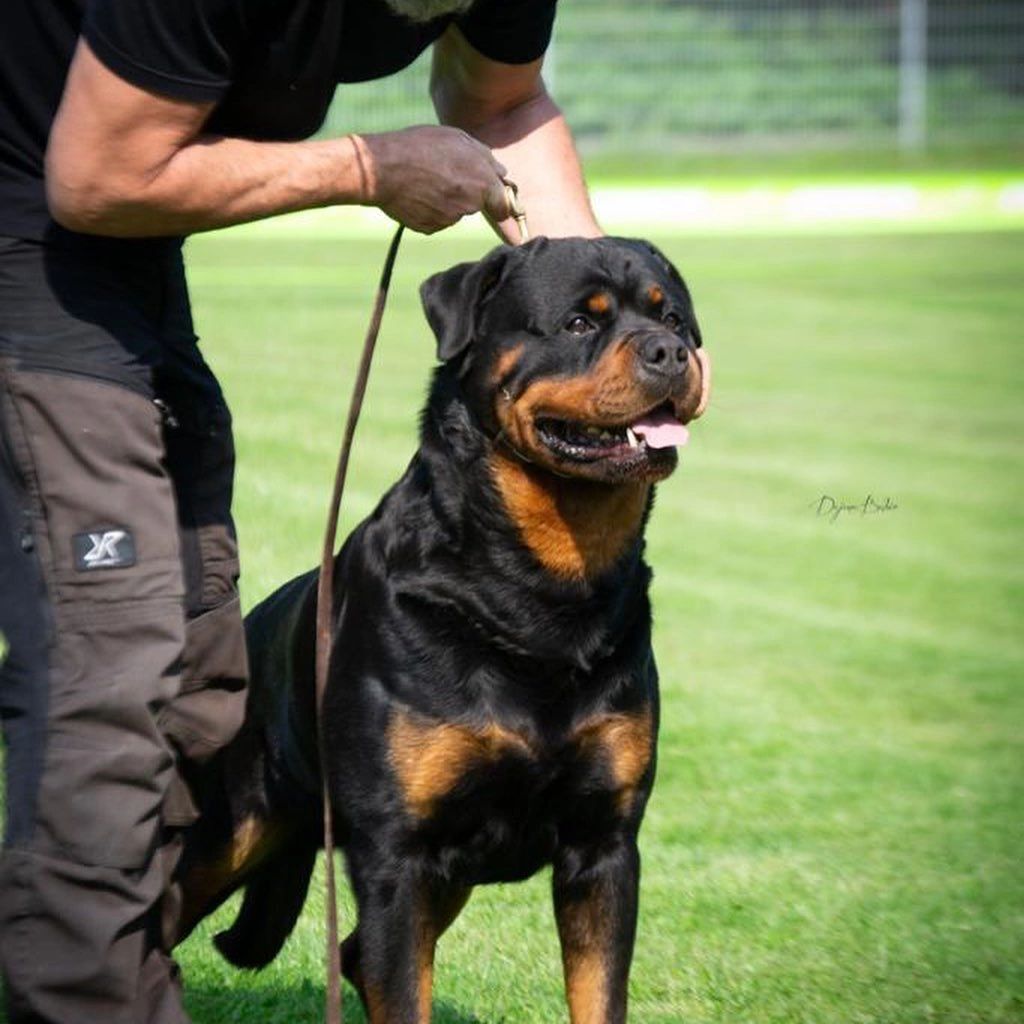 How Much Are Rottweiler Puppies For Sale