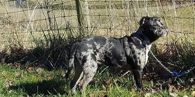 Miniature Boxer Colors! | Miniatureboxers.net