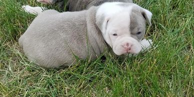 Miniature Boxer Colors! | Miniatureboxers.net