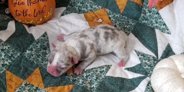 Miniature Boxer Colors! | Miniatureboxers.net