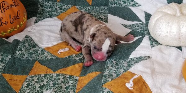 Miniature Boxer Colors! | Miniatureboxers.net